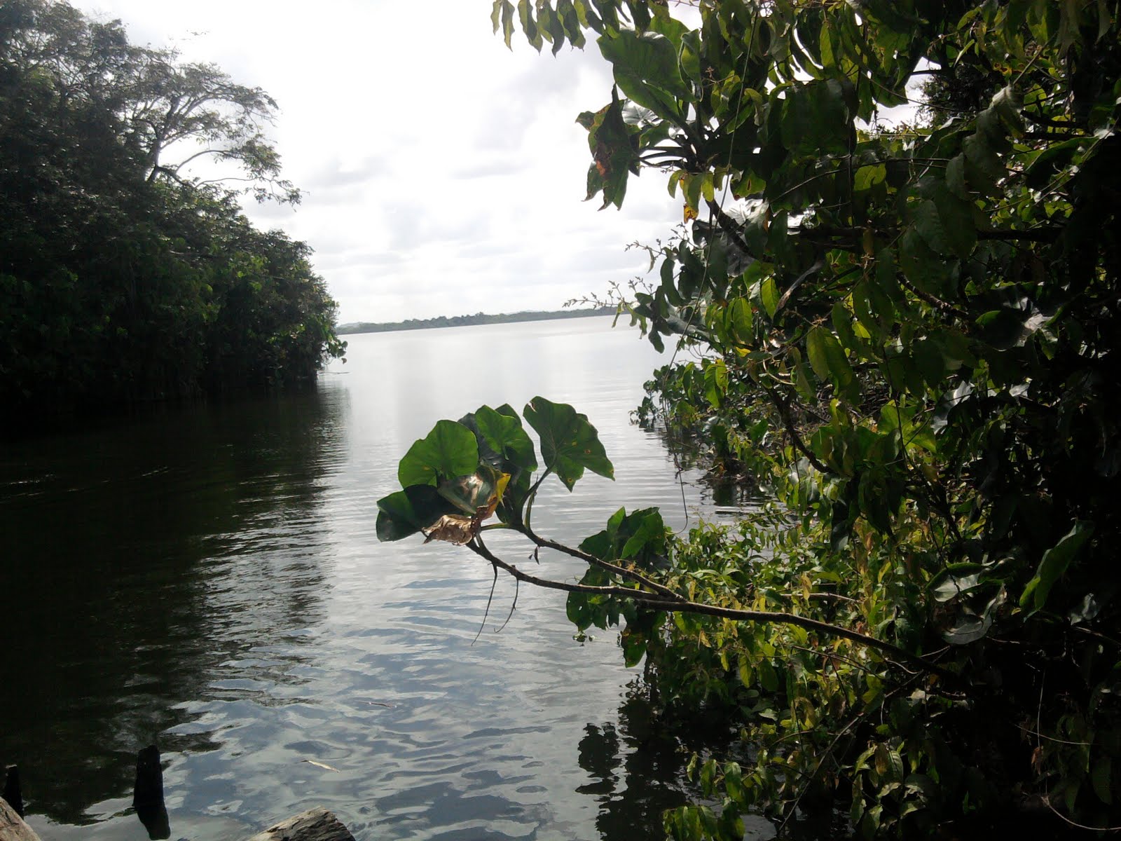 Salidas Pedagogicas: Ida a La Cienaga De La Marimonda y El Salao.