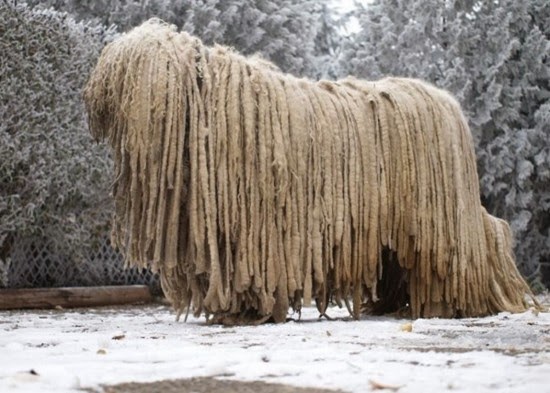 The Komondor - Stunning Interesting Facts