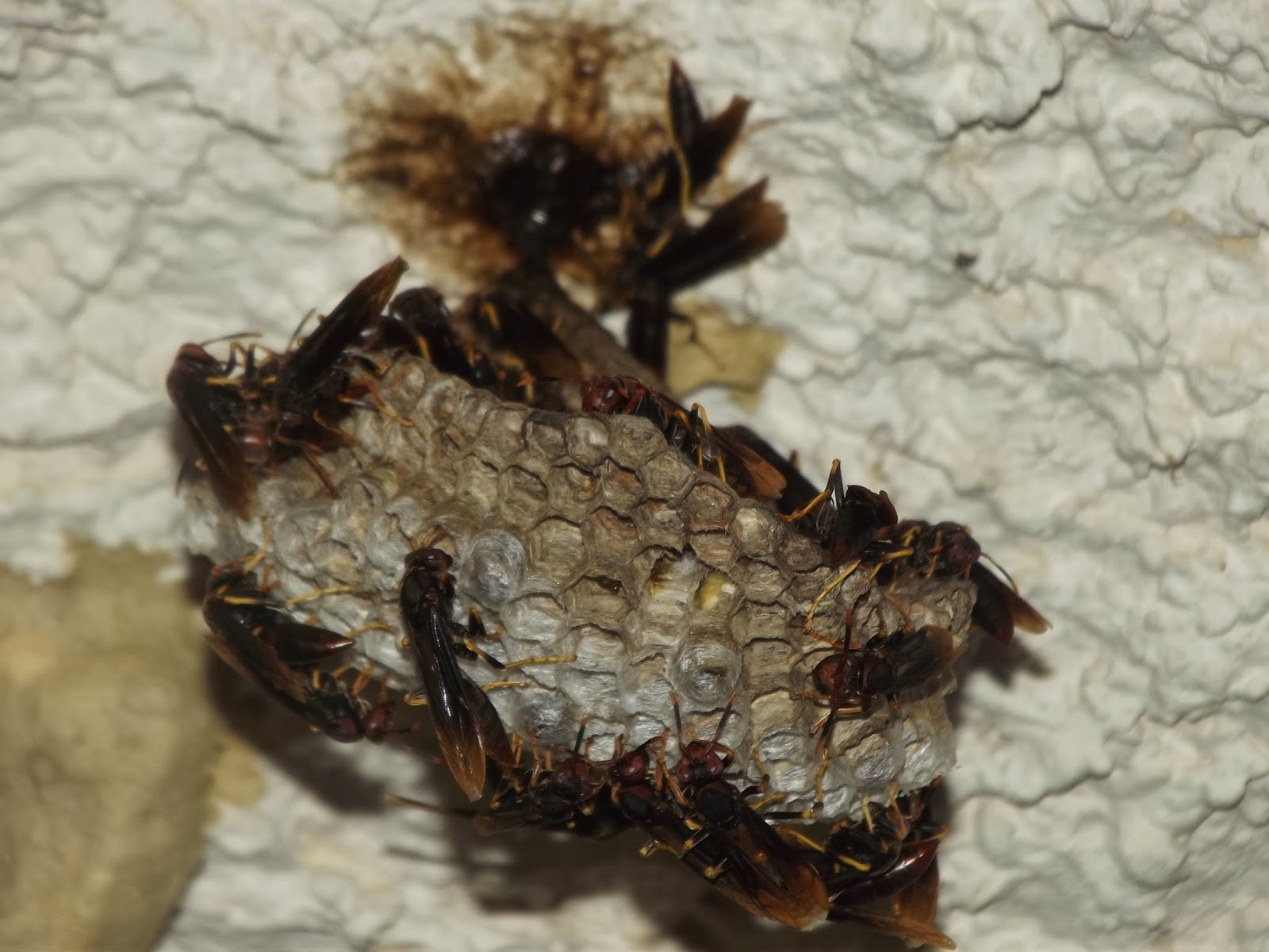 Fotomaracay: Las Avispas mata caballo