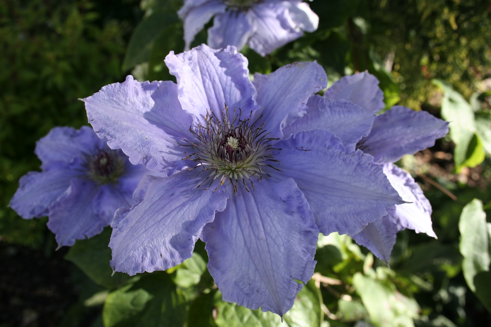 Our Japanese Garden: Clematis, Blekitny Aniol ''Blue Angel''