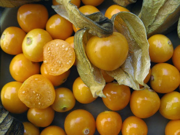 Live a New Way - jiovi® : Ground Cherry Seeds - Heirloom Seeds