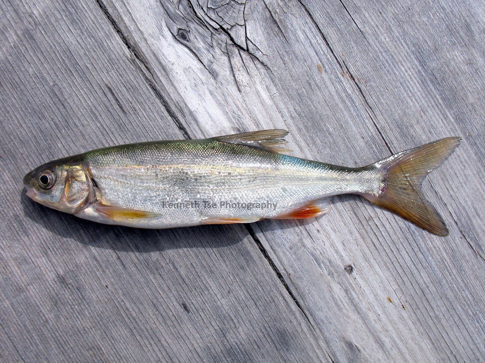 MuskieBait Adventures: Lifelist