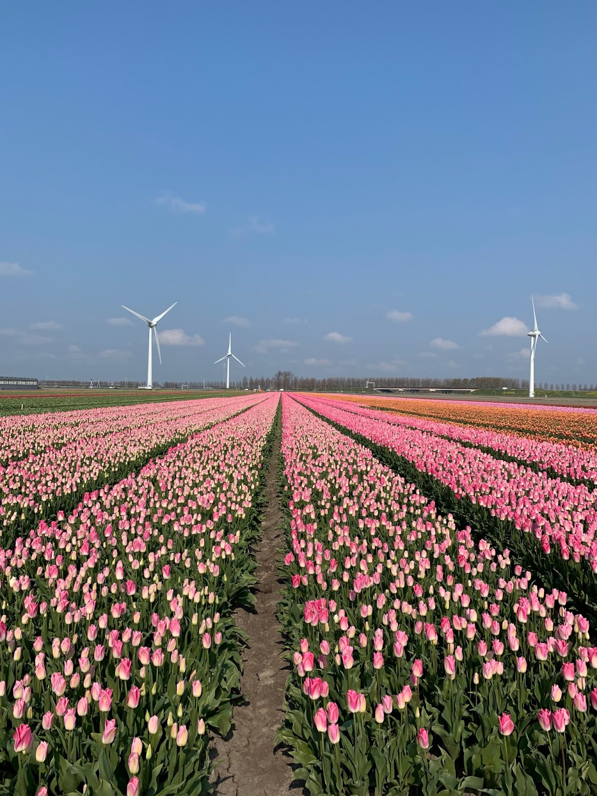 Travel // Visiting the Tulip Fields, Holland - Roses and Rolltops