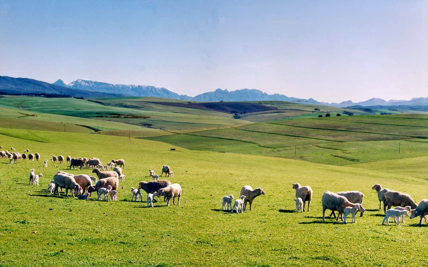 Accelerated Lambing Systems ~ Amass Farming Tips & Info