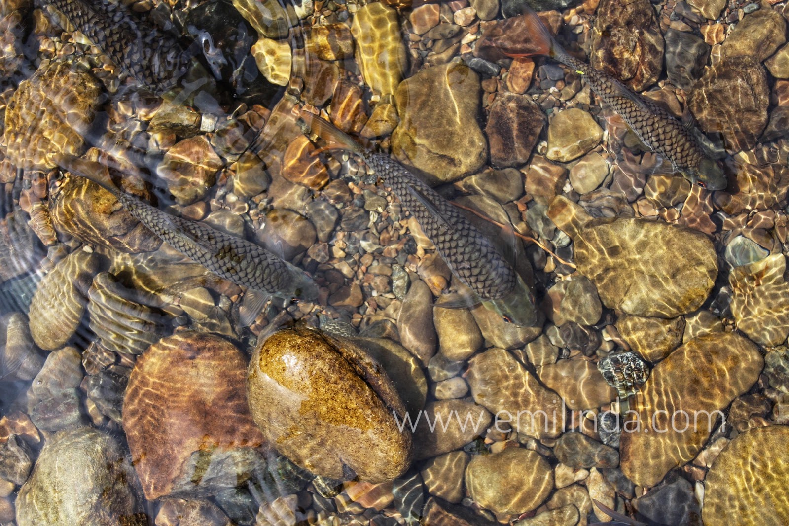 Pengalaman Berkunjung ke Tagal Fish Spa, Sungai Moroli - emilinda