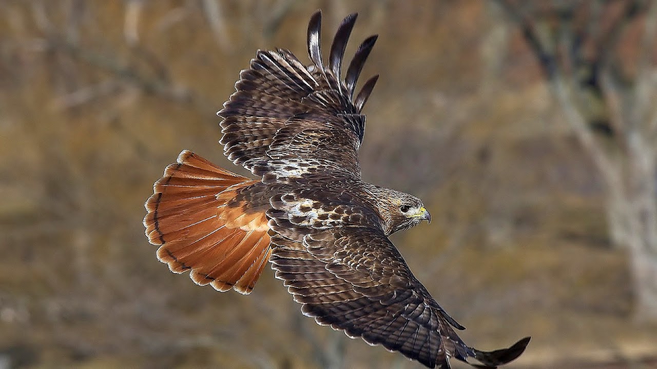 Are Red Tailed Hawks Endangered - Danger Choices