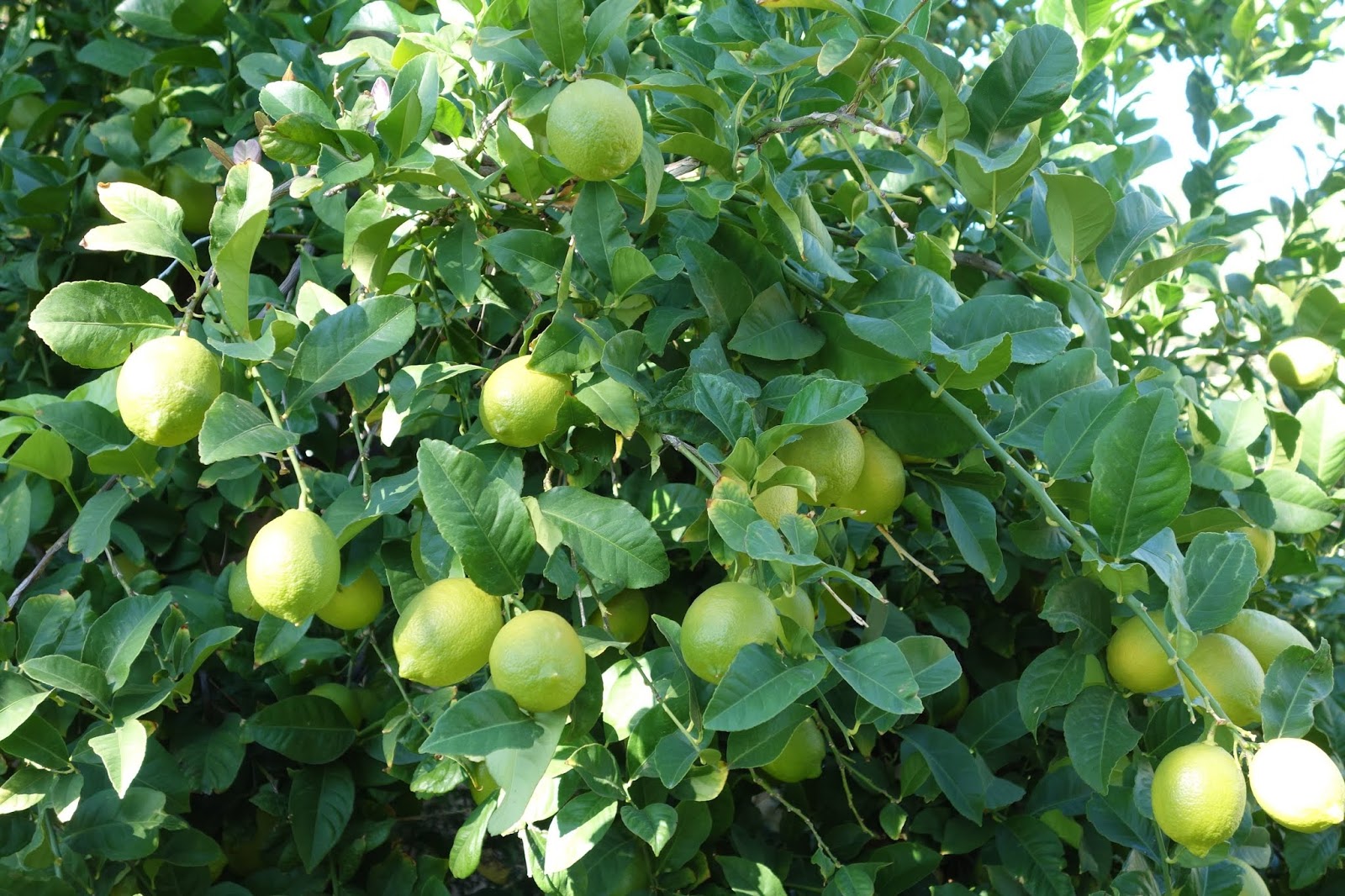 shiatoshi: Lemon/ Nimboo / Lime: plant description, planting & uses