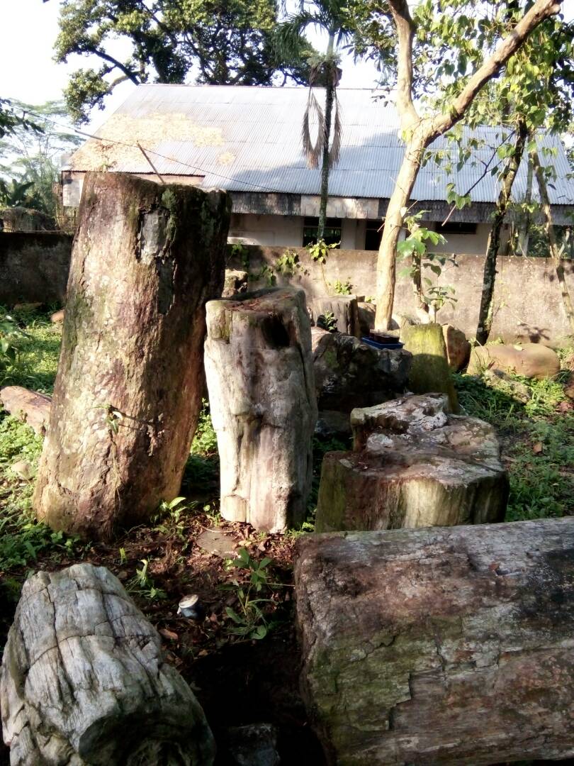 BATU FOSIL KAYU | 081318605205