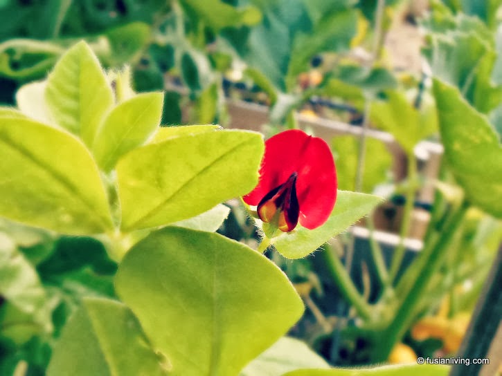 Growing Asparagus Peas (not quite the same as the Asian Winged Bean ...
