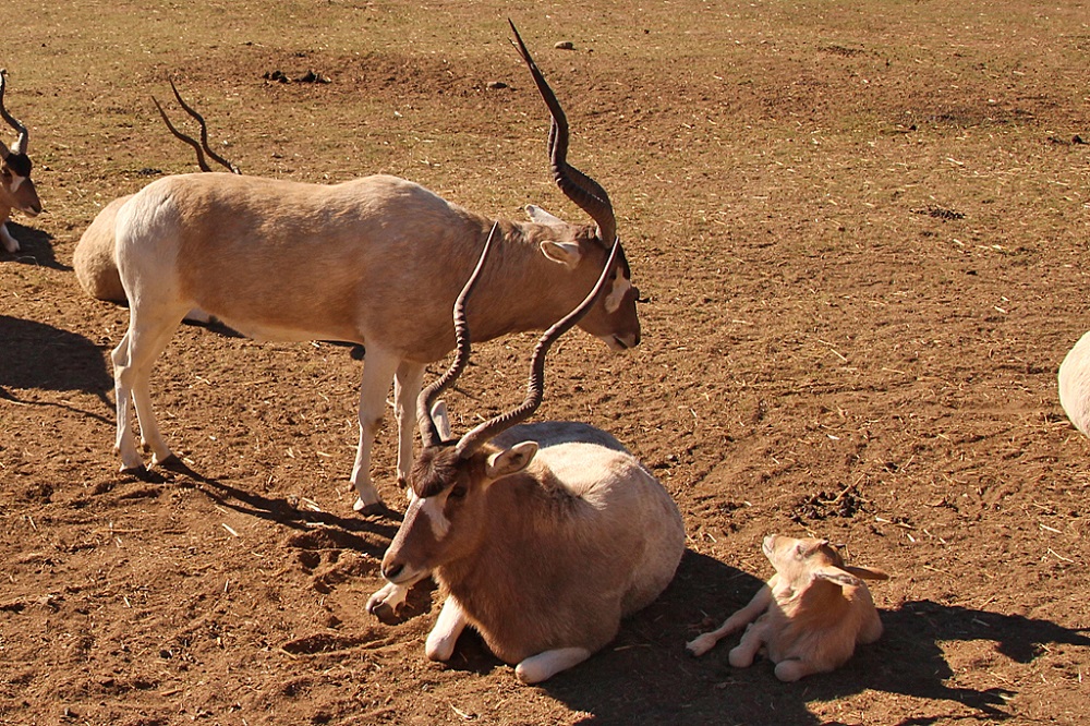 TVL: Animal da semana - Adax