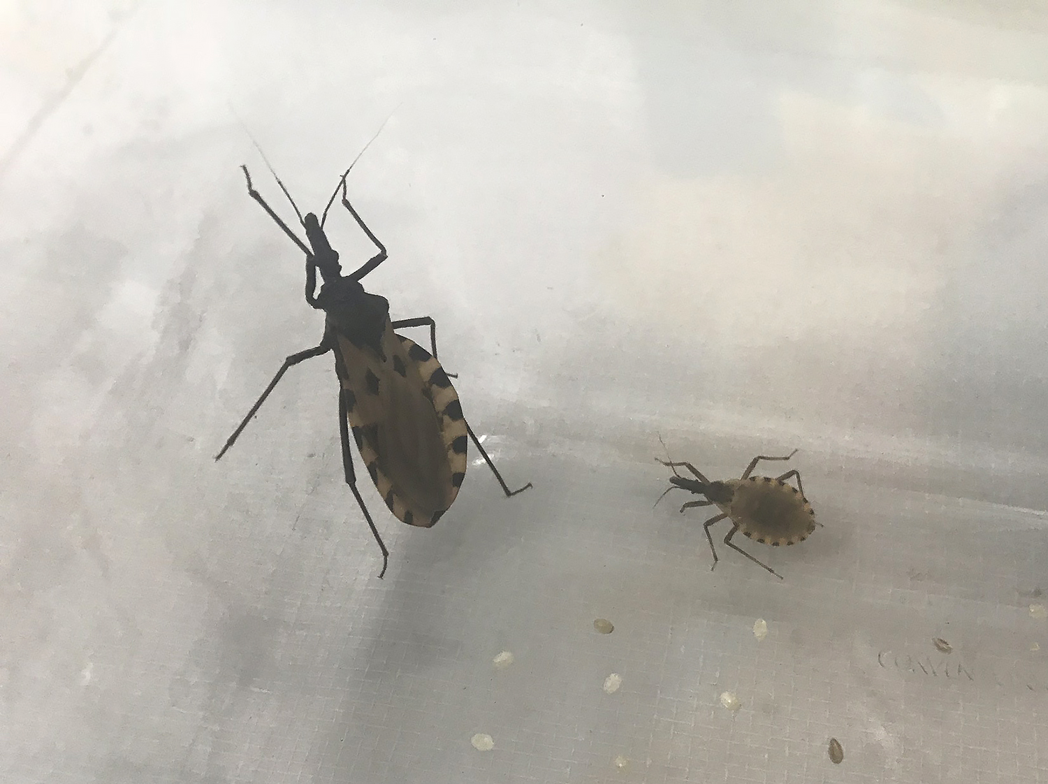 Creepy Dreadful Wonderful Parasites: Case of the Week 533