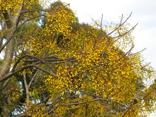 Seasonal inspiration: Sun berries