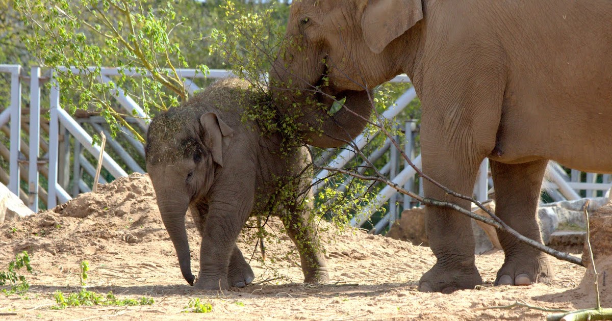 Jameisons wildlife photos: Chester Zoo mammals part 1