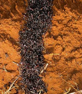 El microcosmos de Ludovica: Cuando ruge la marabunta