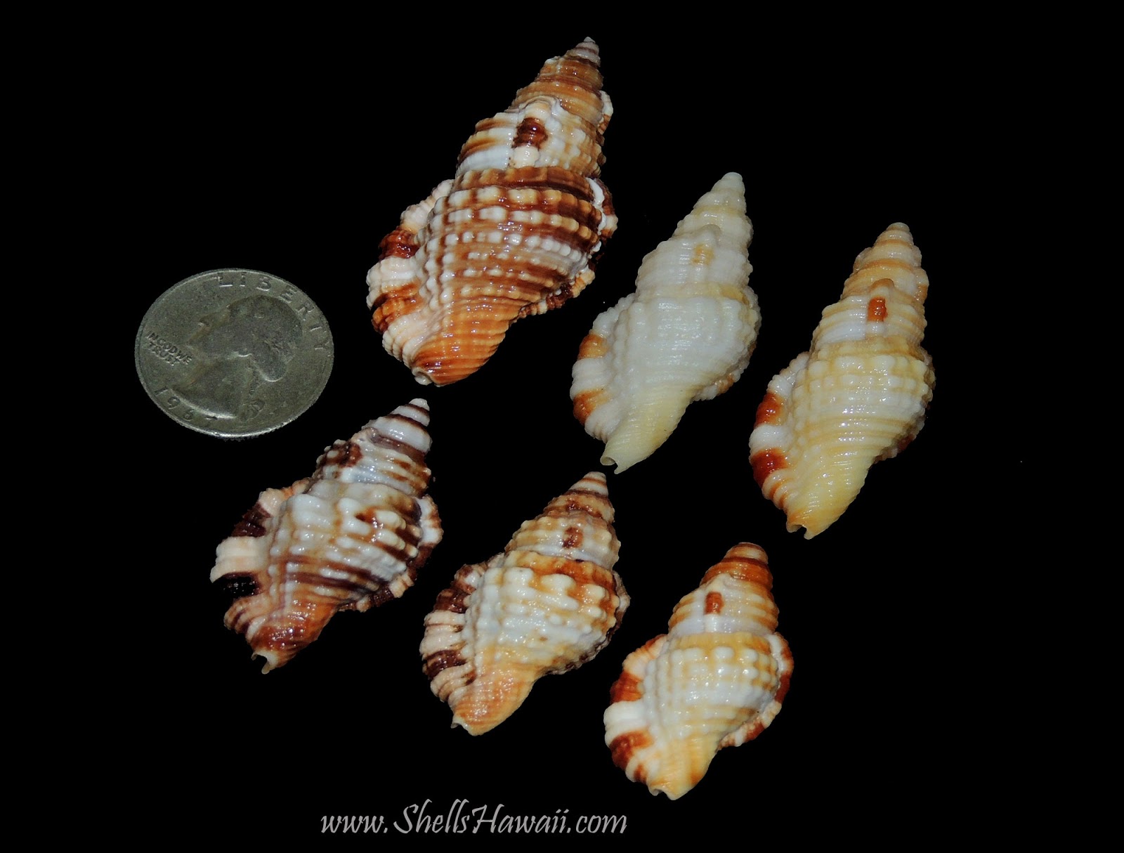 ShellsHawaii ...by Janjira: Triton shells