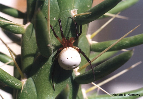 hishamelhennawycv: International Photograph Exhibitions