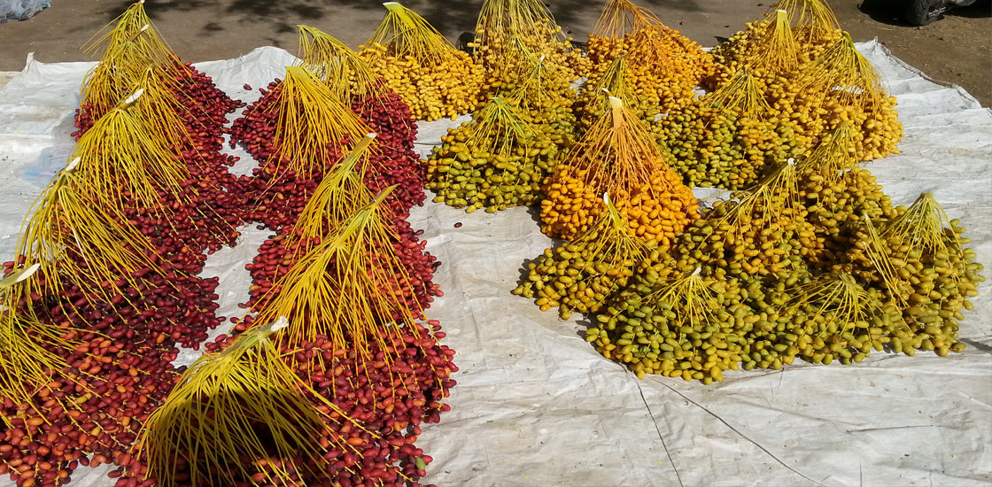 Apakah Kelebihan Kurma (Date, Date Palm) |MyRokan