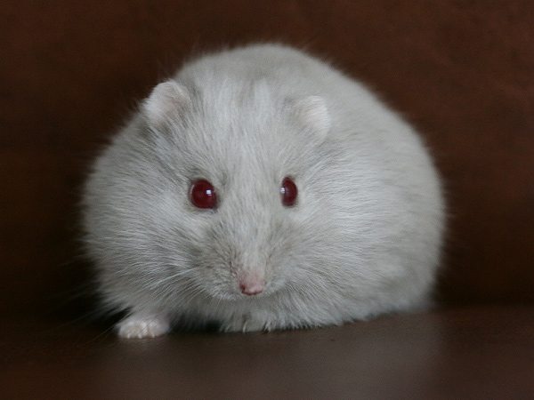 Hamstercitos :3: Variedad Cromática en los Hamsters Rusos