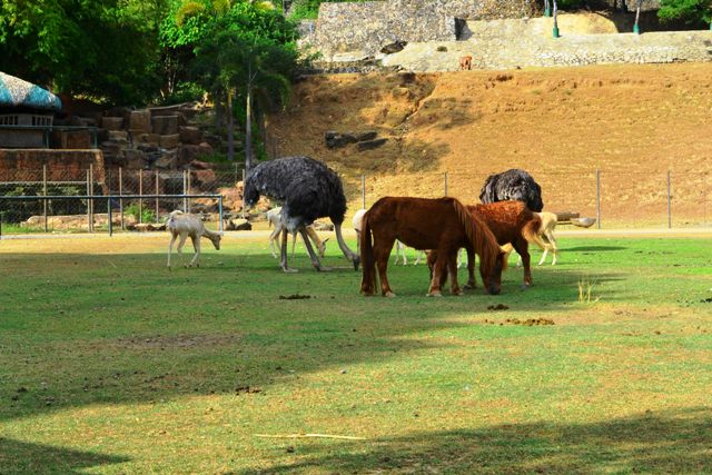 e-Pasyar: Baluarte, more than just a zoo