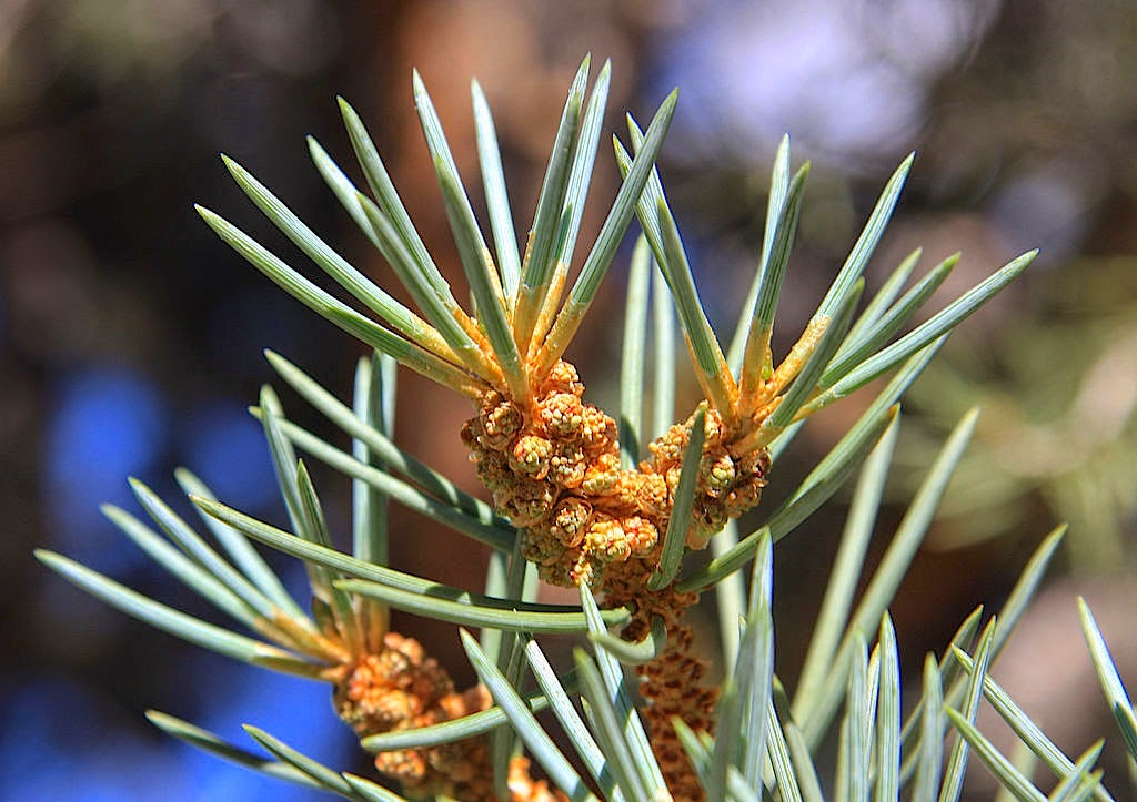 In the Company of Plants and Rocks: Dreaming of Pinyon Pines