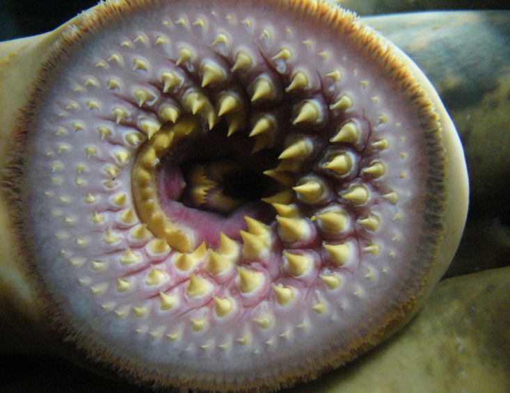 Animalia: 29. La lamprea