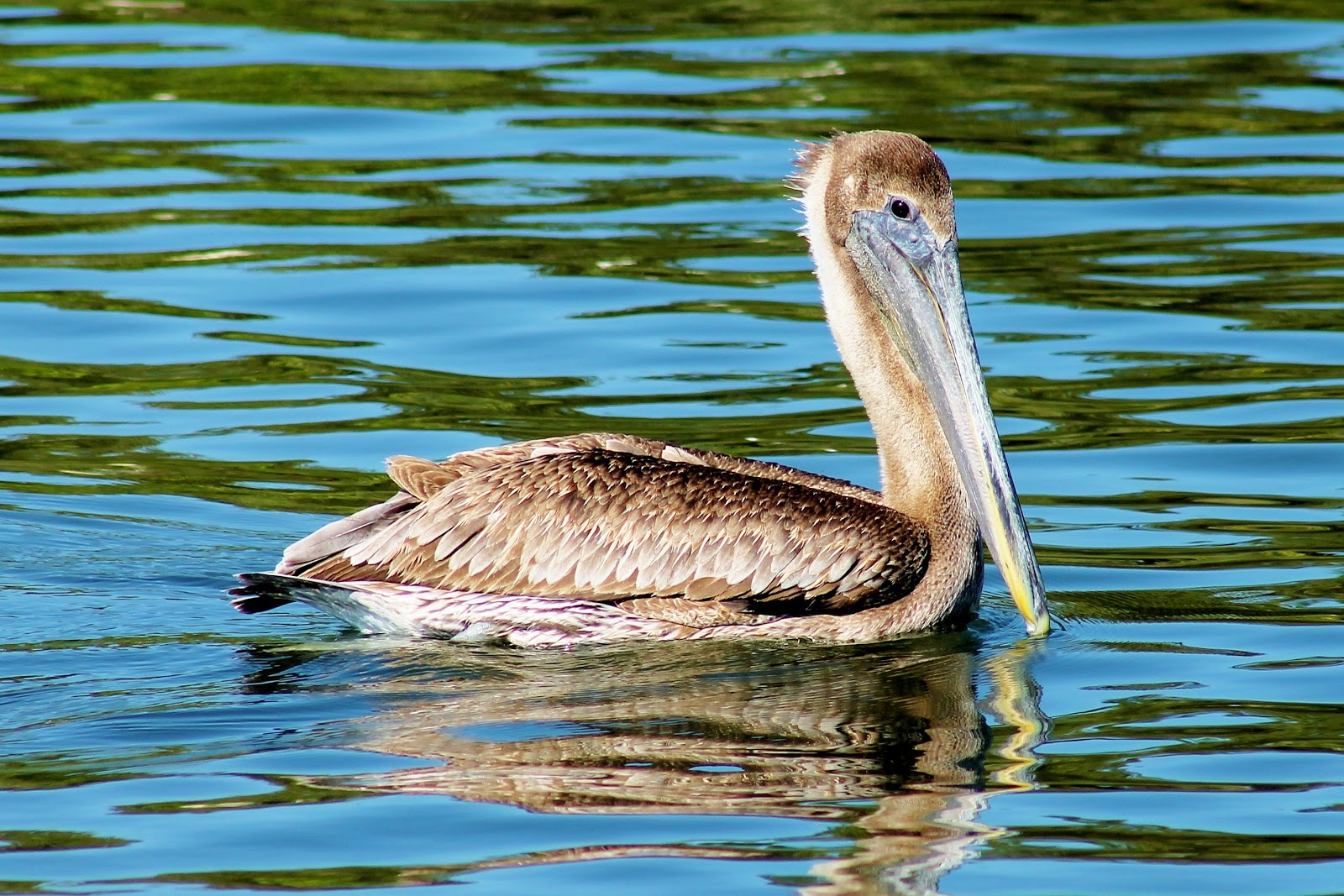 Joan and Dan's Birding Blog: Brown Pelican