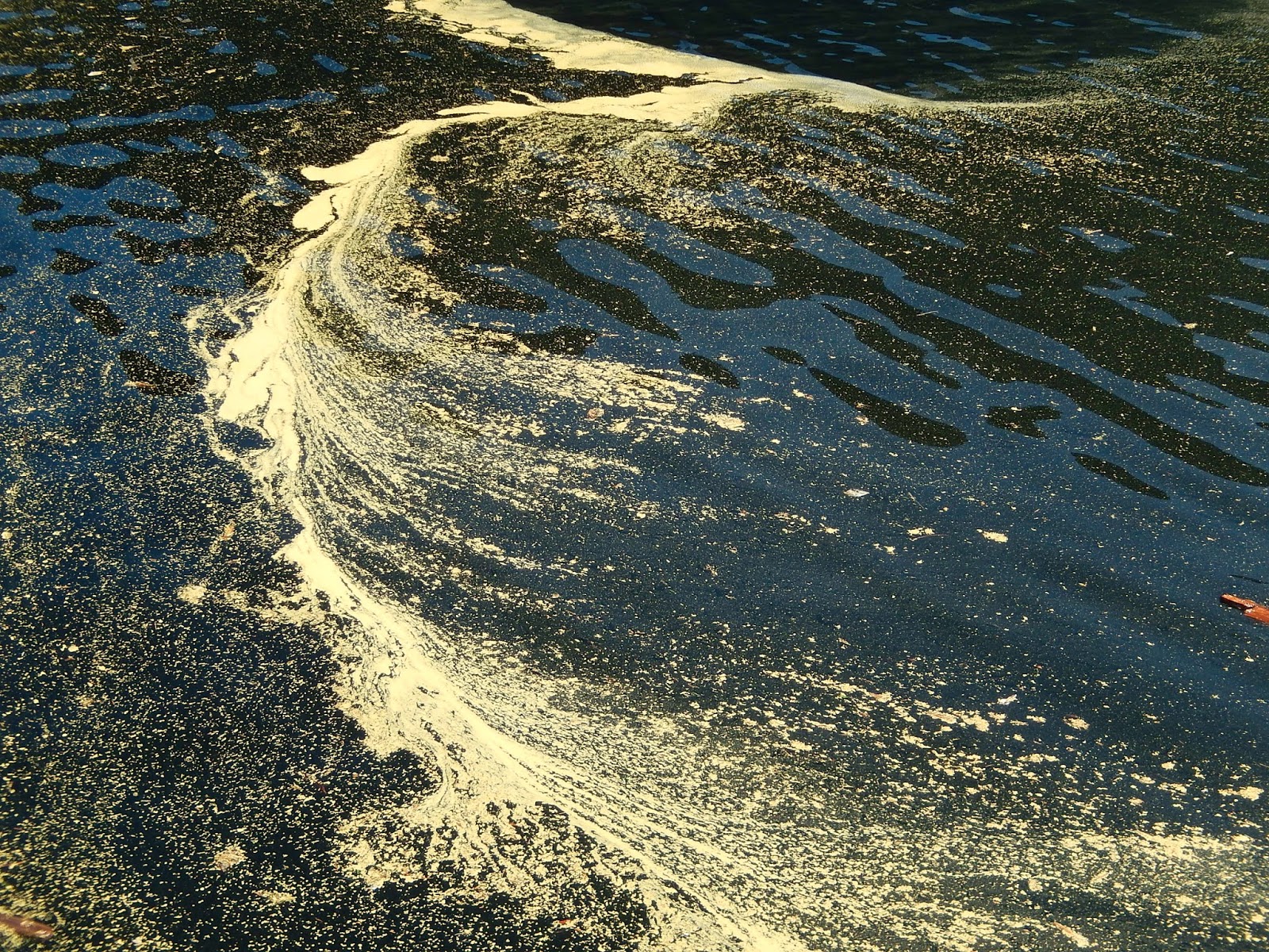 Powell River Books Blog: Pollen Art