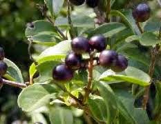 Plantas,flores y vida: Acoro, Aligustre, Alquequenje, Ajenjo marítimo ...