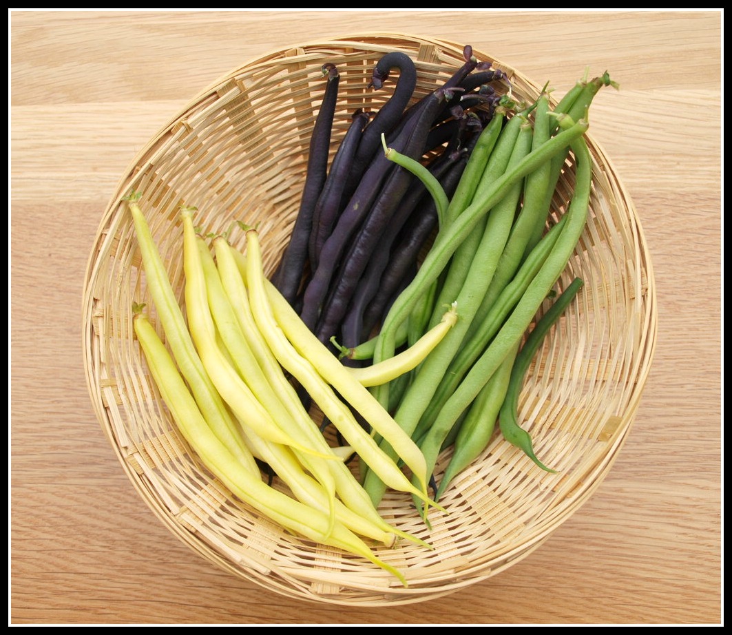 Mark's Veg Plot: An old has-bean