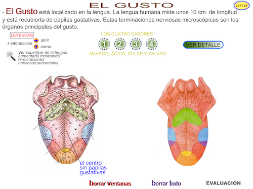 El cuerpo humano 6ºB: Las partes del órgano del gusto