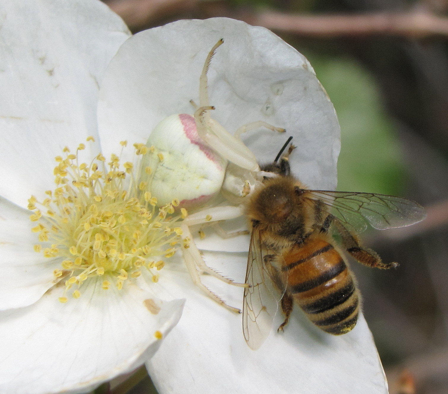 Bug Eric: Spider Sunday: Goldenrod Crab Spider