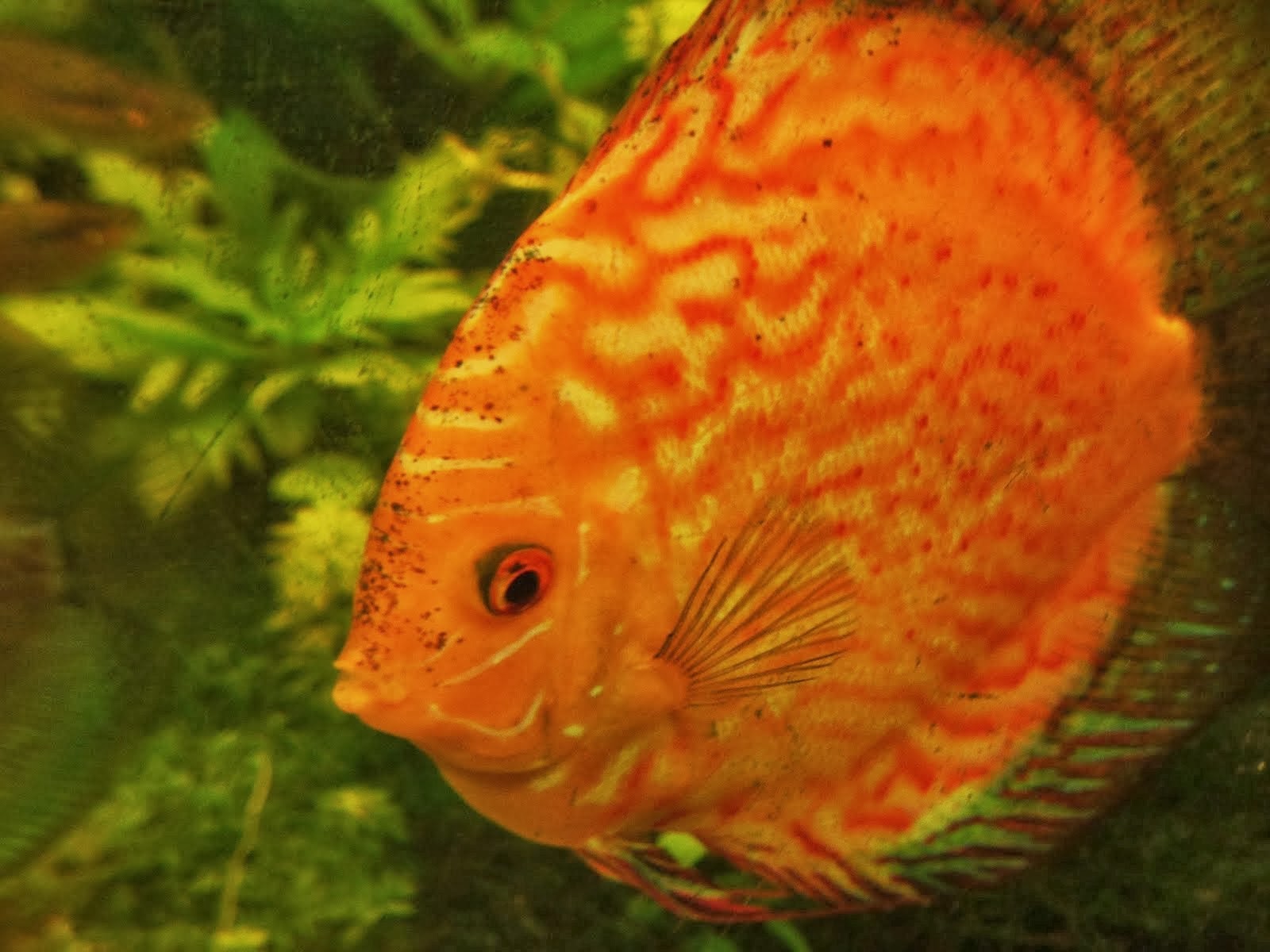 fish share: Gambar Ikan Hias Symphysodon 5