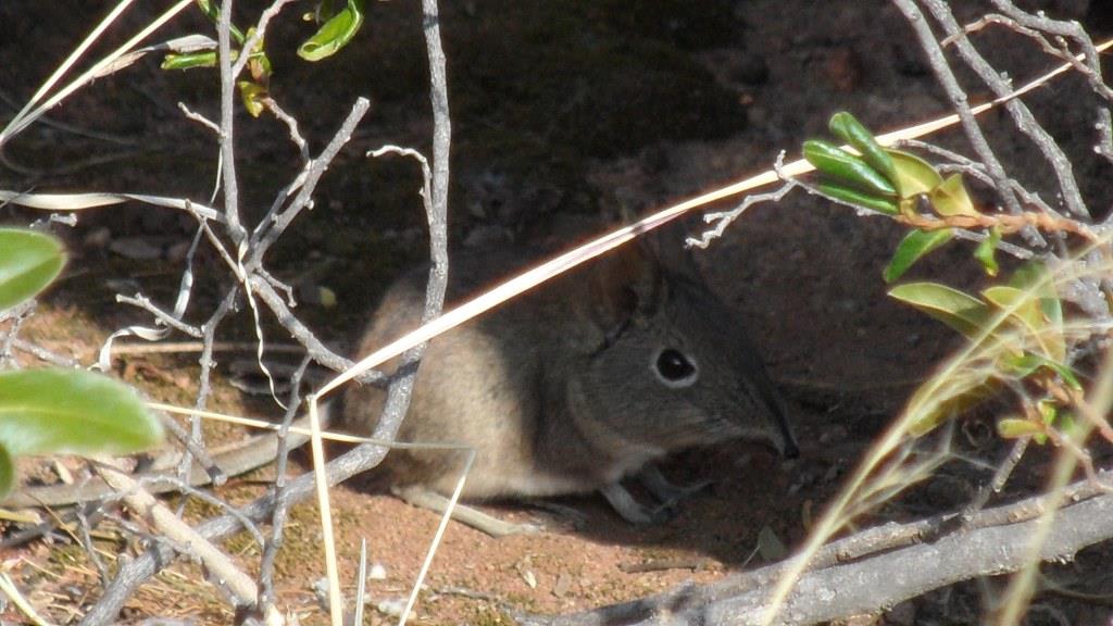 Anna's AWOL Adventures: Animals, Safari and Bokdrol Spoeg