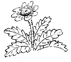 Sekitar Kawasan Sekolah: Gambar Outline_Bunga Pokok