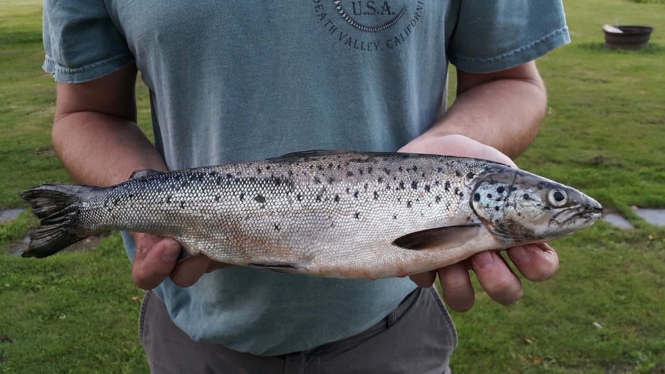 Endangered New Jersey: Salmon in New Jersey