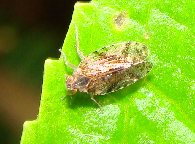 Natureza-em-movimento: Homóptero - issidae