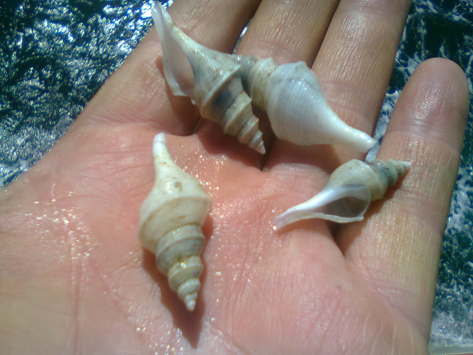 El Mar Argentino-Maffeis Oscar: Moluscos Marinos, Caracolas, Conchas de Mar