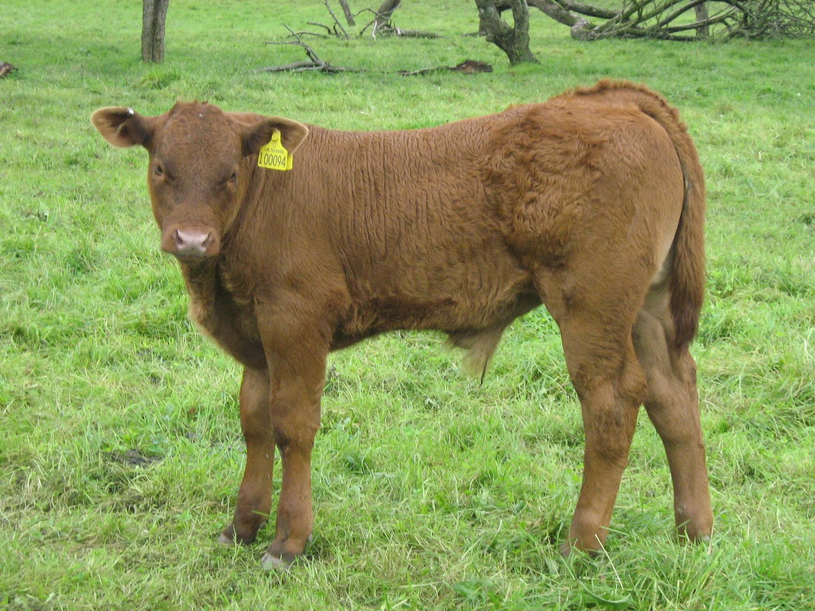 Cow Pictures: Cow Pictures - Limousin Calf