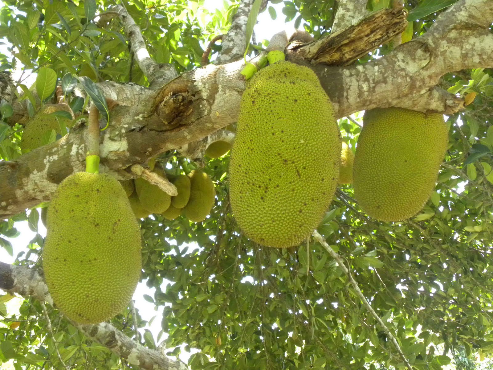 Faune/Flore à Madagascar: Jacquier