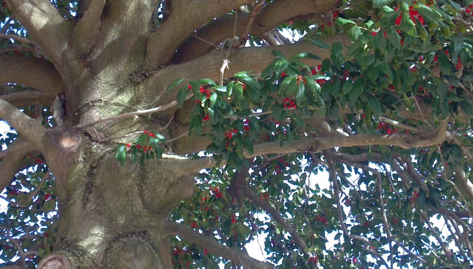Hidden New Jersey: Deck the Hook with boughs of holly...