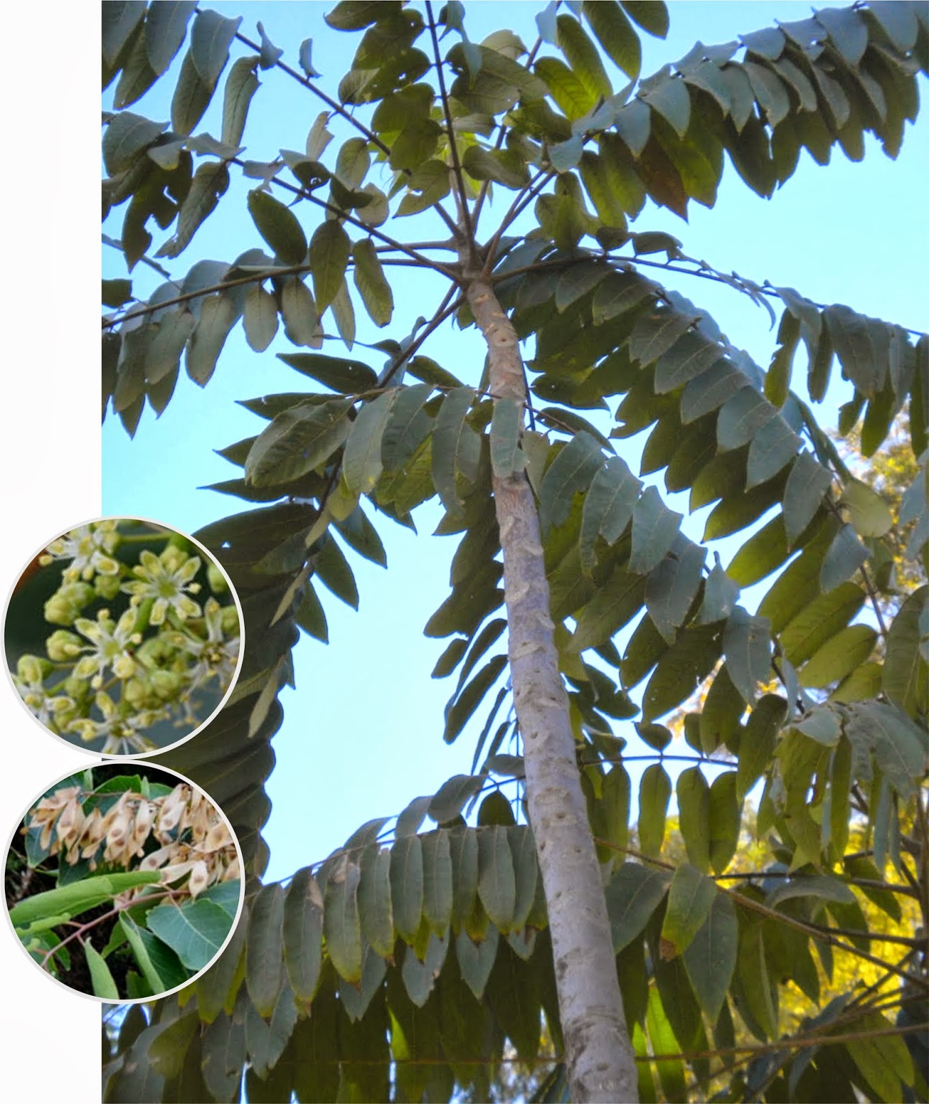 v e r d e c h a c o: junio 2010