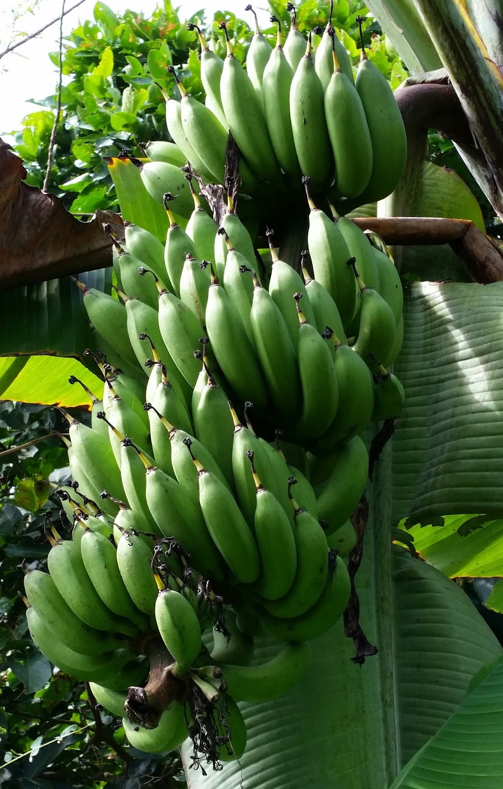 Warisan Petani: Tanaman Pisang 7 : Pokok Pisang Lilin.