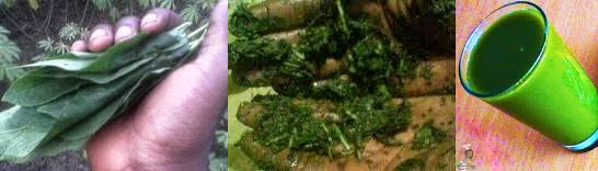 The Fourteen Wonders Of Bitter Leaf | Herbal Remedies For Everyone