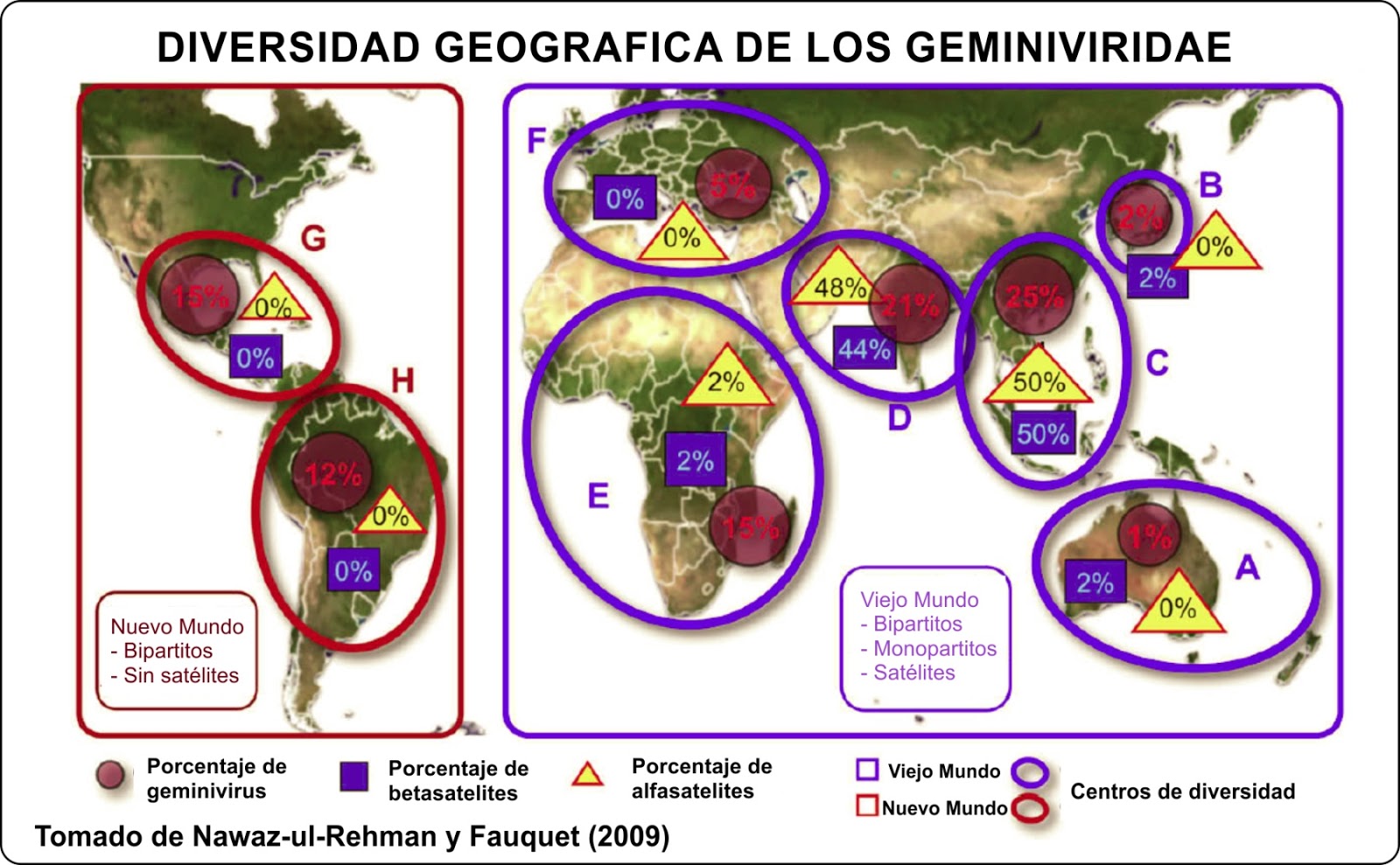 Homo agricola: Los Begomovirus de la familia Geminiviridae