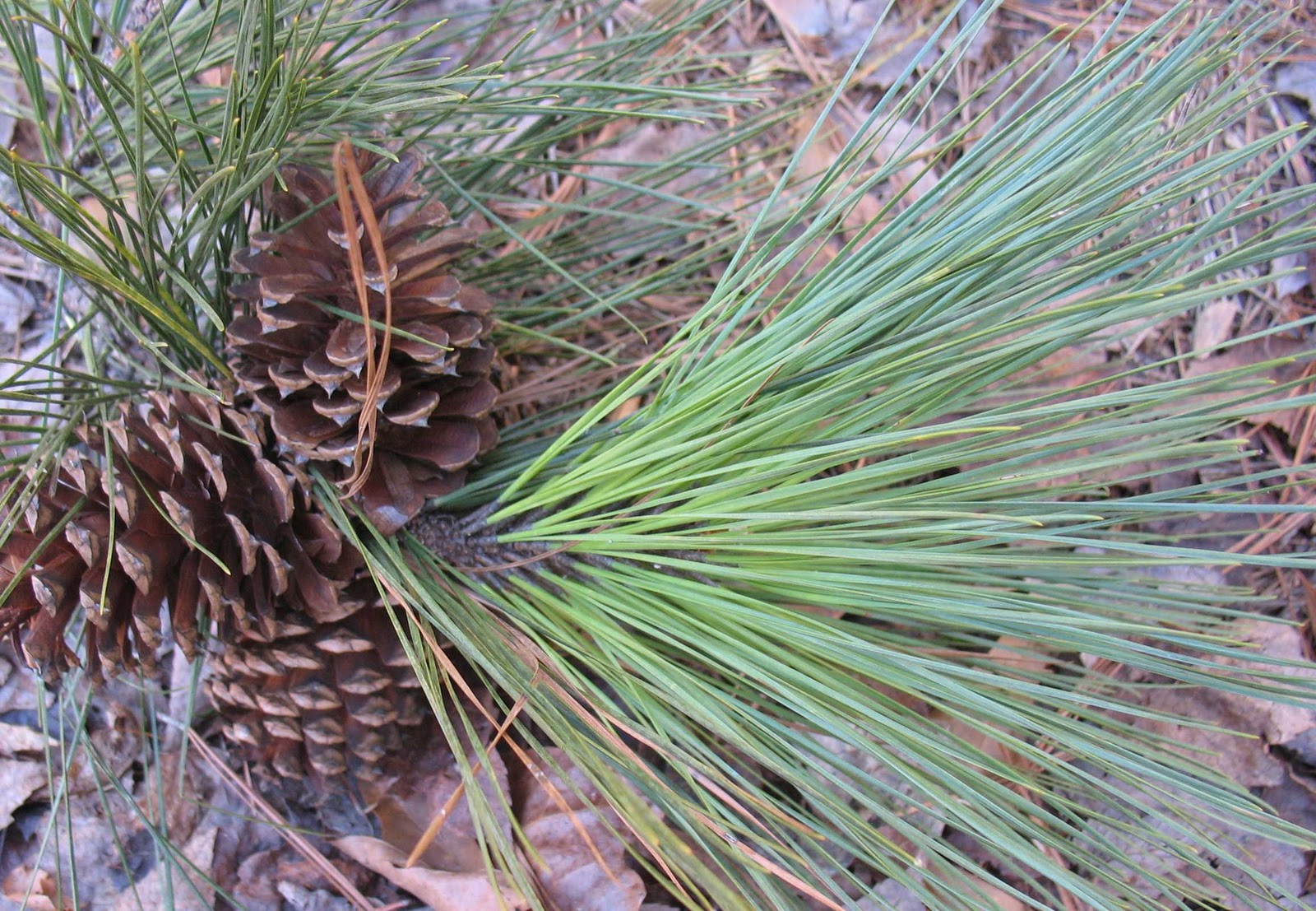 Using Georgia Native Plants: Native Evergreen Conifers in North Georgia