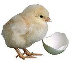 IMÁGENES Y FOTOS DE ANIMALES: Pollitos