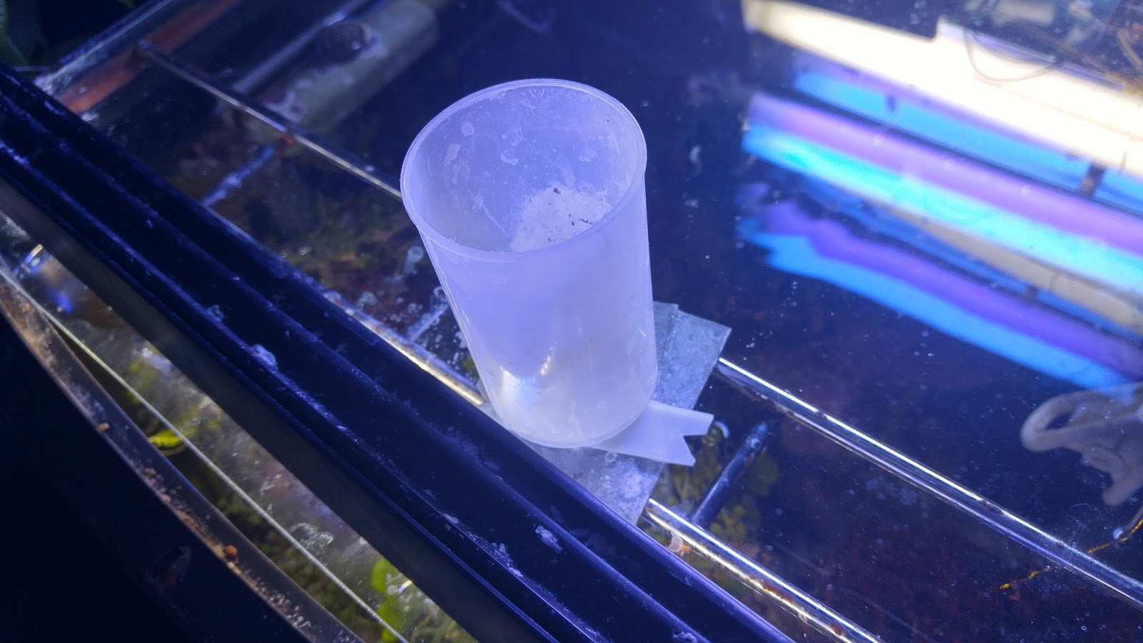 Macro-algea Reef Tank: Tank