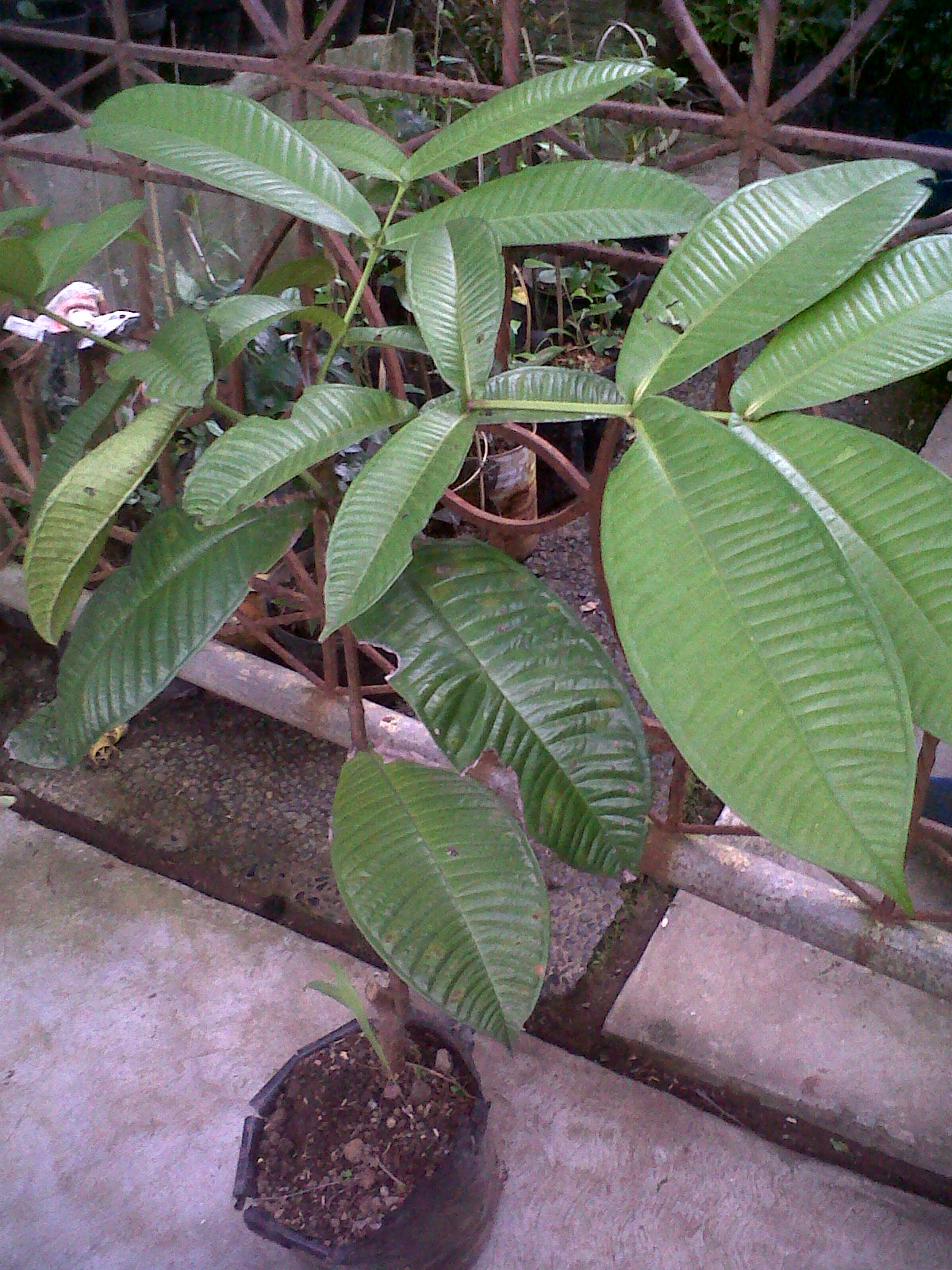 MAS KITTO: JUAL TANAMAN GOWOK