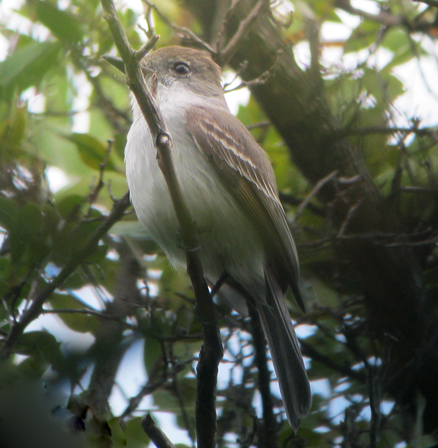 Pioneer Birding: FL - La Sagra's Flycatcher - 02/12