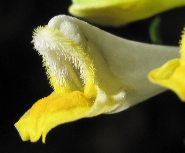 Les actualités du Monde de Lupa: Melampyrum pratense, Mélampyre des prés